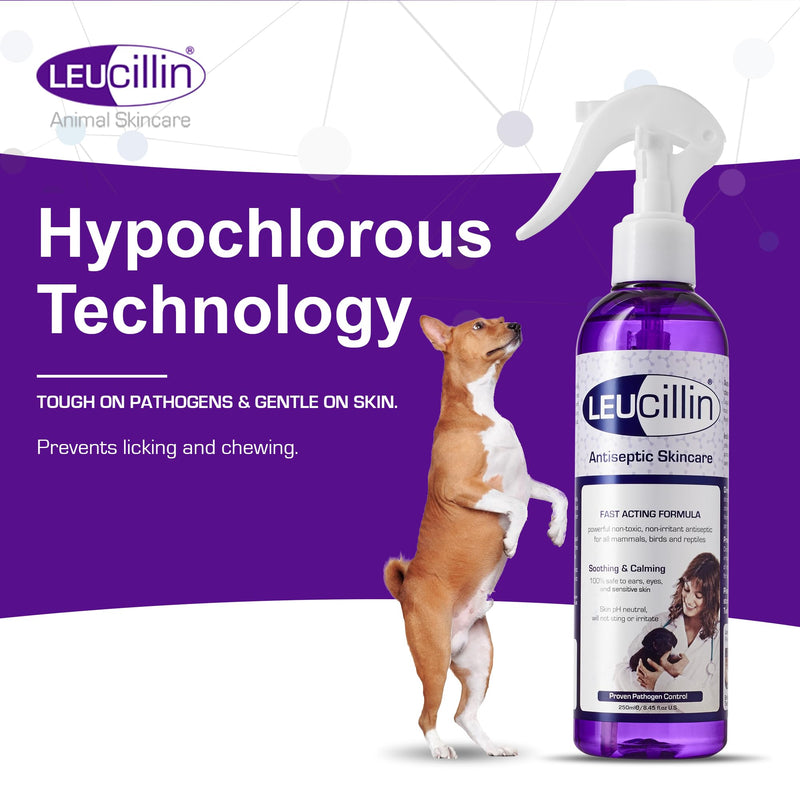 Leucillin Natural Antiseptic Spray - Antibacterial Antifungal Antiviral ...